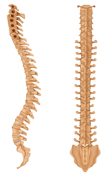 neurospine: Spine